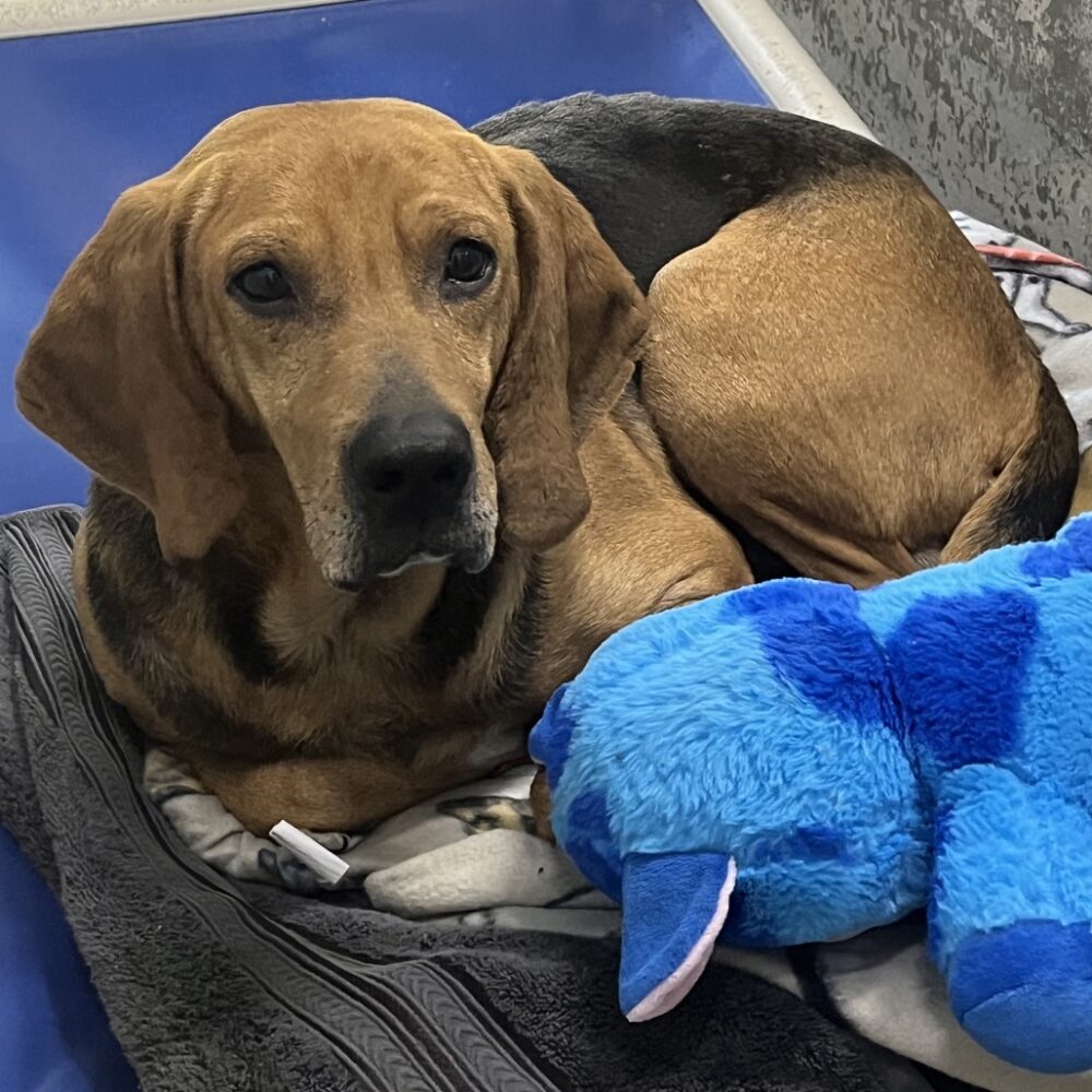 Dorchester Paws Summerville SC | Location, Hours, & Info